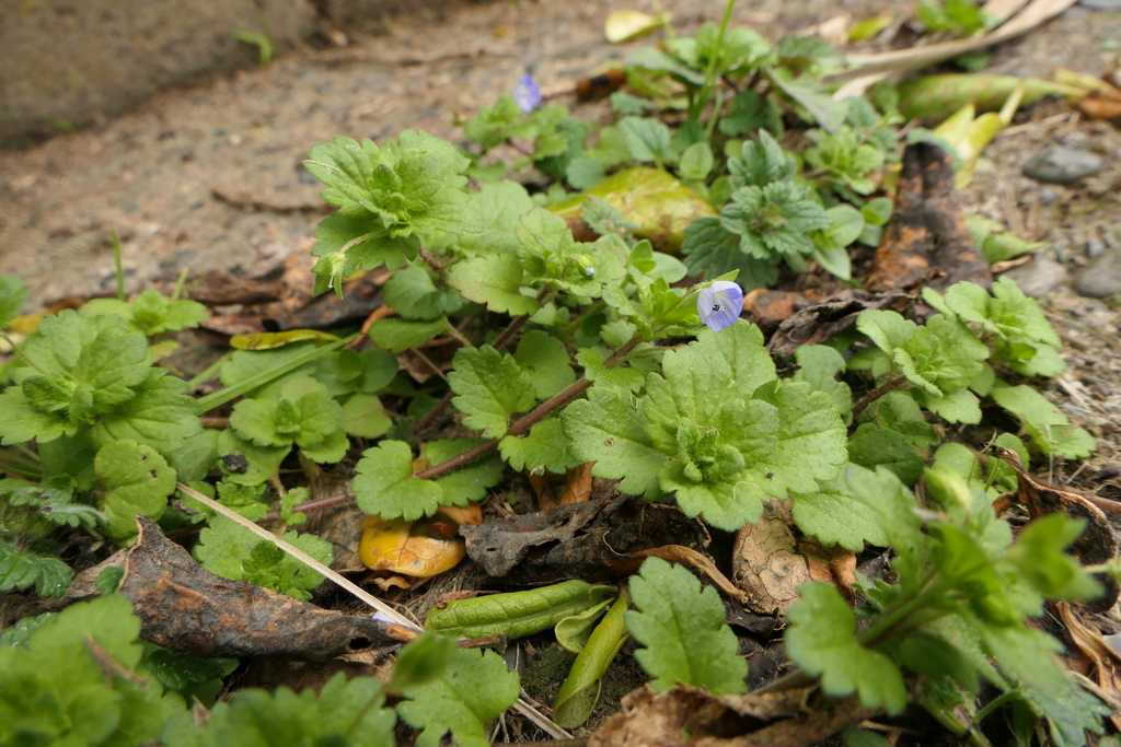bird's-eye speedwell from Stephens Island / Takapourewa, Marlborough ...