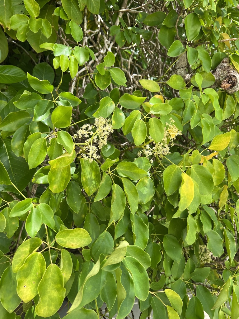 umbrella trees from Euidelchol, PW on July 8, 2024 at 01:33 PM by ...