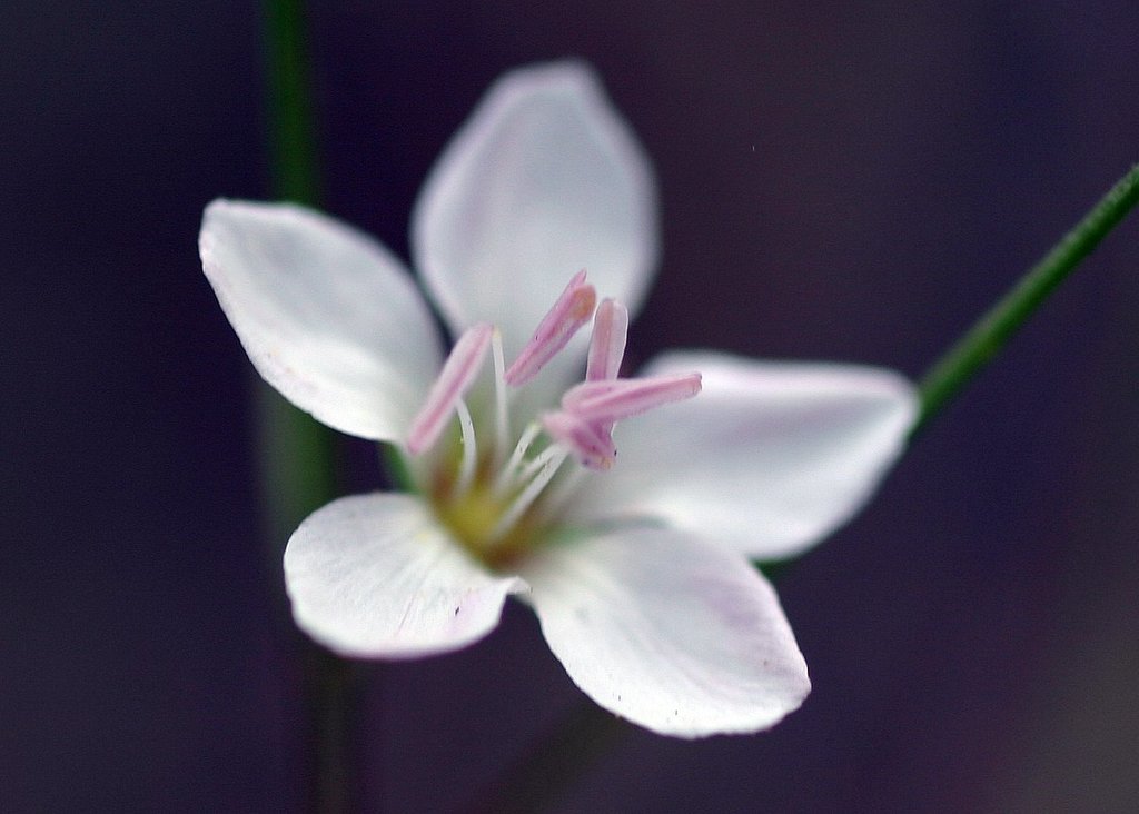 dwarf-flax (Hesperolinon) - Botanical Realm
