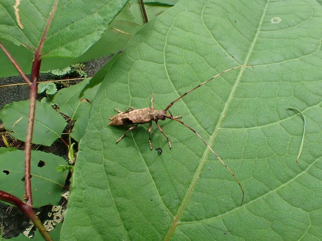 Uraecha bimaculata in July 2019 by renshuchu · iNaturalist