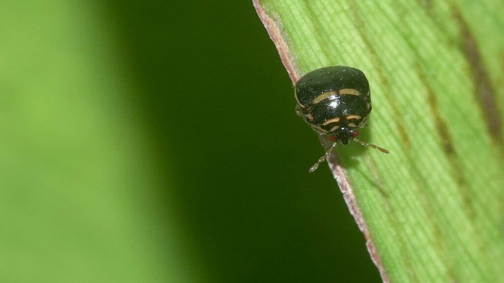 Coptosoma variegatum from Lower Parel, Mumbai, Maharashtra, India on ...