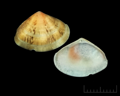 Macridiscus donacinus · iNaturalist