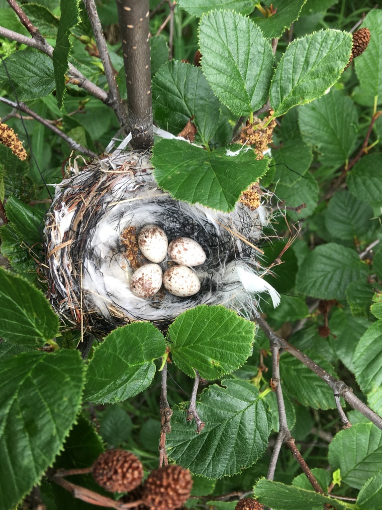 Yellow Warbler from Postville, NL, Canada on July 18, 2018 at 08:23 AM ...