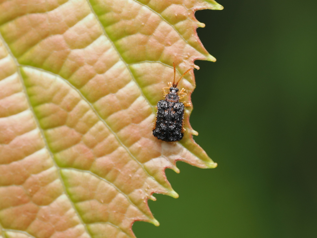 Dactylispa angulosa from 中部山岳国立公園, 立山町, 富山県, JP on July 13, 2024 at 10: ...