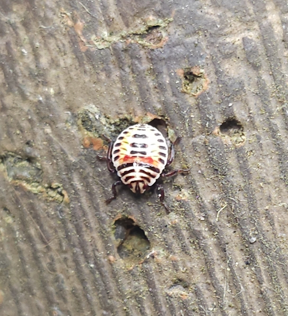 Yellow-spotted Stink Bug from Japan, 〒616-8385 Kyoto, Ukyo Ward ...