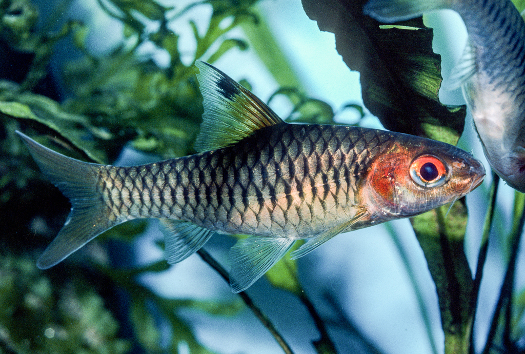Clipper Barb (Enteromius callipterus) - Marine Life Identification