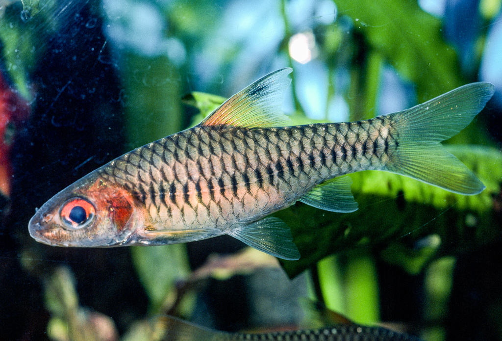 Clipper Barb (Enteromius callipterus) - Marine Life Identification