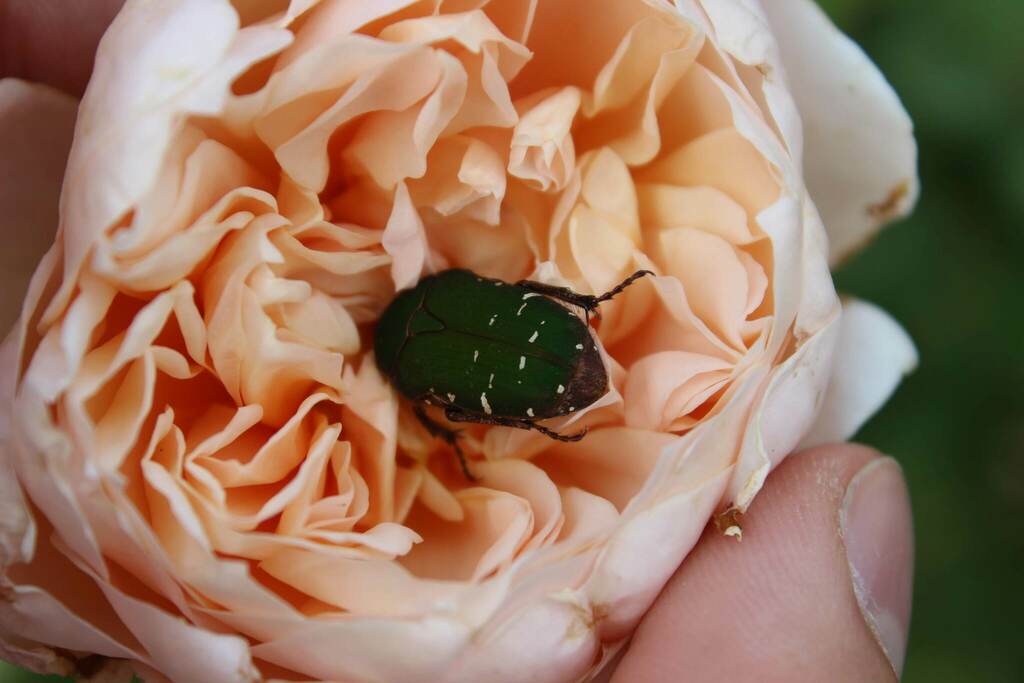 Blue Flower Chafer from 1 Chiyoda, Chiyoda City, Tokyo 100-0001, Japan ...