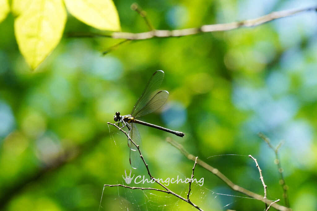 Bayadera bidentata from 中国浙江省杭州市临安区 on May 28, 2024 at 08:40 PM by 虫虫 ...