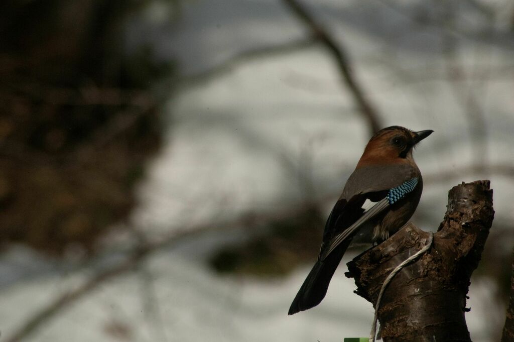 Eurasian Jay from Tohoro, Nakashibetsu, Shibetsu District, Hokkaido 088 ...