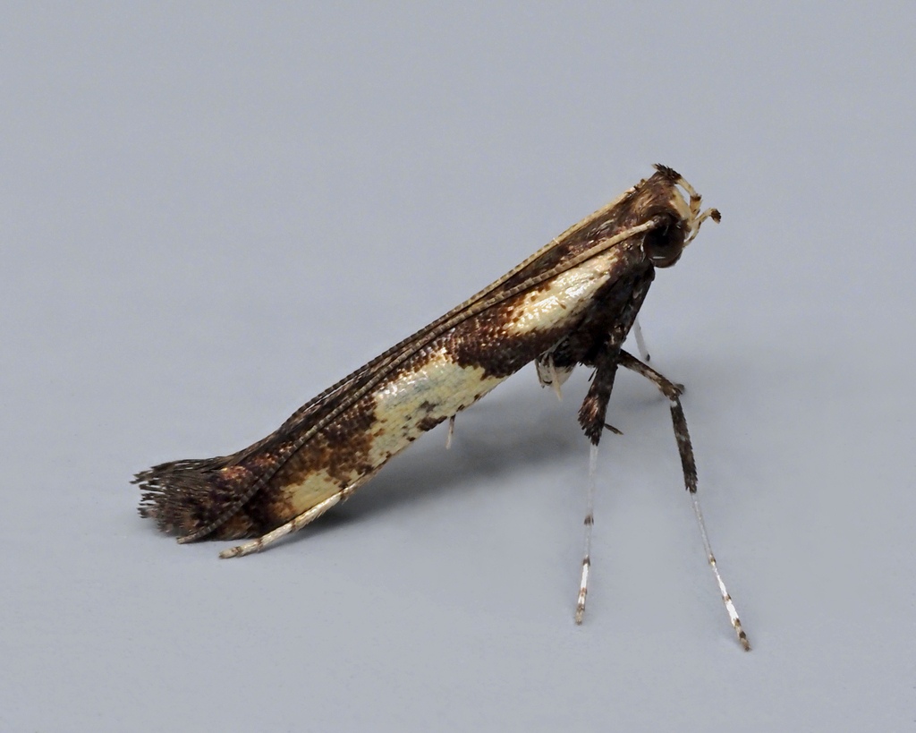 Walnut Caloptilia Moth from Salem, NH 03079, USA on July 16, 2024 at 06 ...