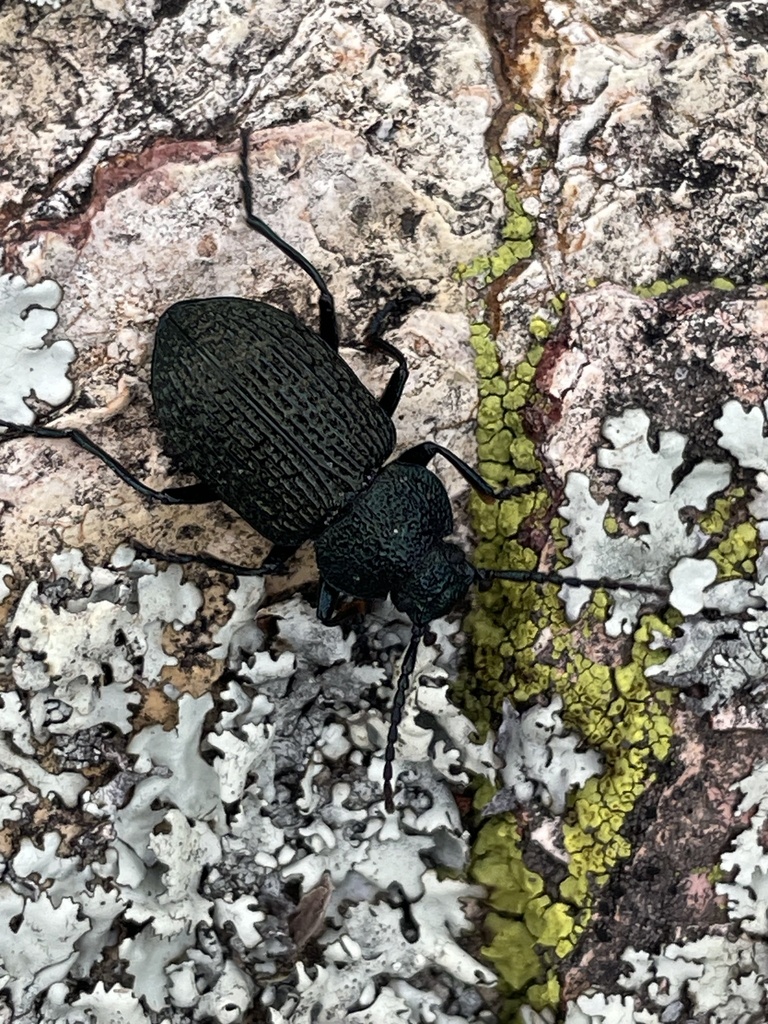 Adelium augurale in June 2024 by Tim Paasila · iNaturalist