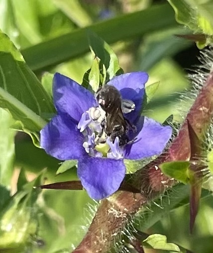 Panurginus in July 2024 by benthellama · iNaturalist