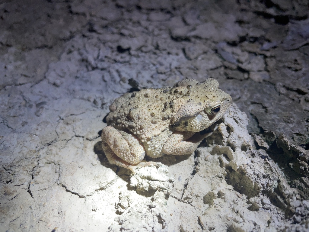 Asiatic Toad from 如心小镇景区, 舟山市, 浙江省, CN on July 16, 2024 at 09:16 PM by ...