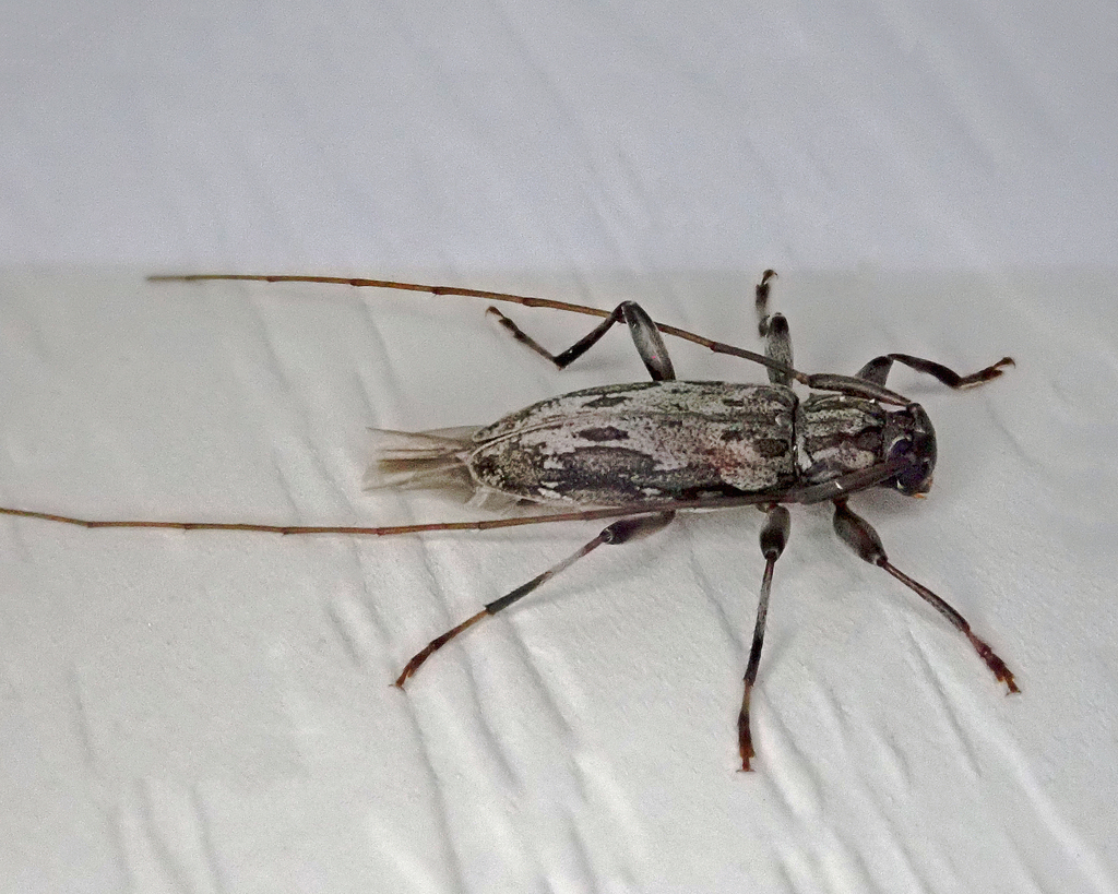 Dark-stained Long-horned Beetle from Salem, NH 03079, USA on July 16 ...