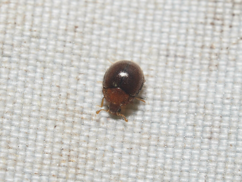 Discolomatidae from 中国广东省深圳市福田区 on May 15, 2024 at 07:14 PM by 吕天朗 ...