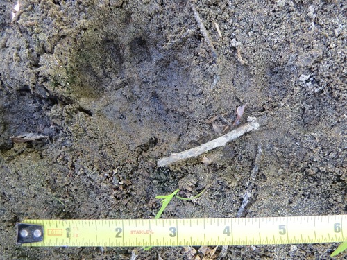 Mountain Lion Tracks – NatureTracking