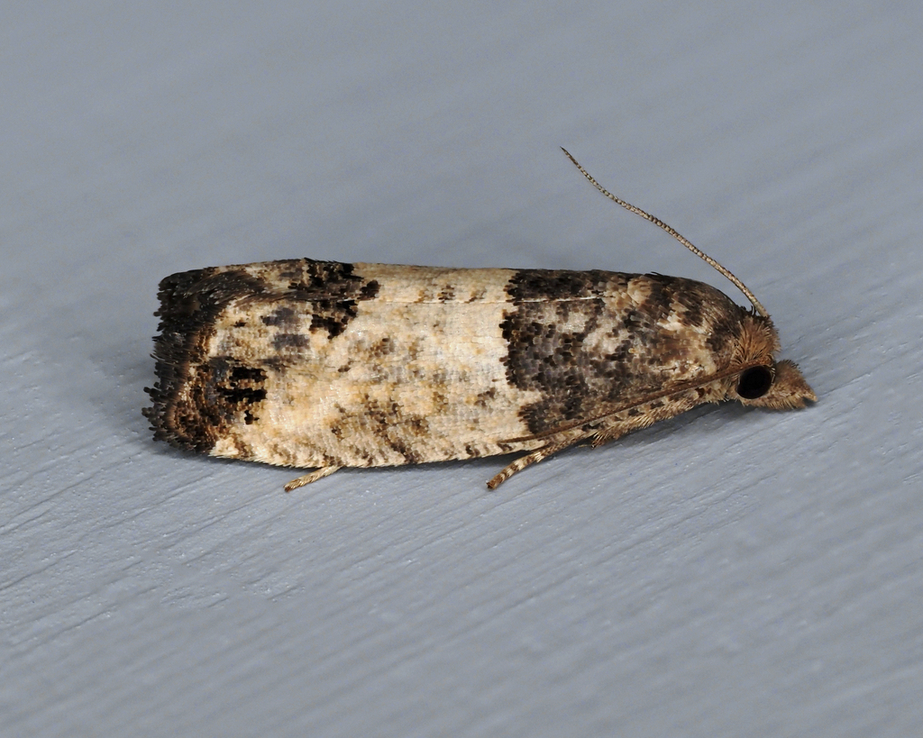 Eye-spotted Bud Moth from Salem, NH 03079, USA on July 16, 2024 at 05: ...