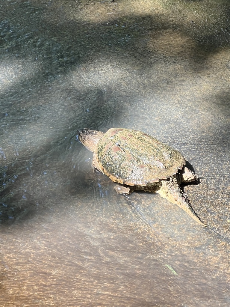 Common Snapping Turtle from Keller, TX, USA on June 6, 2024 at 10:52 AM ...
