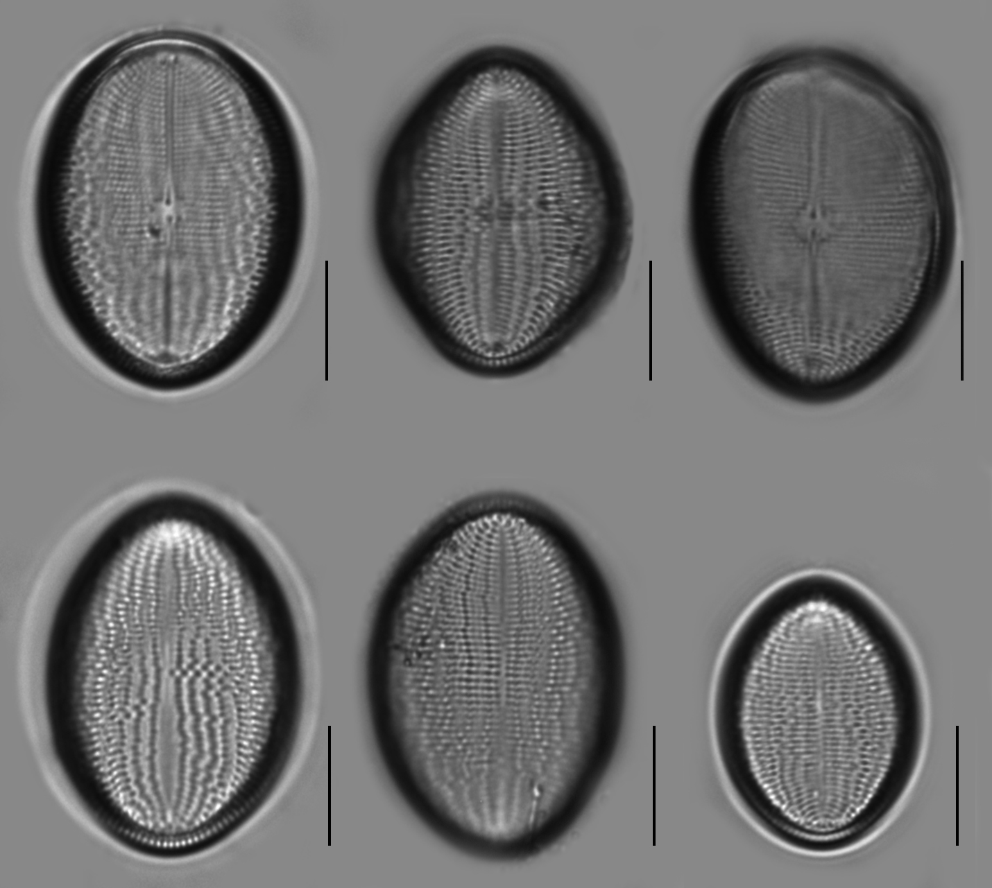 Cocconeis C.G.Ehrenberg, 1837