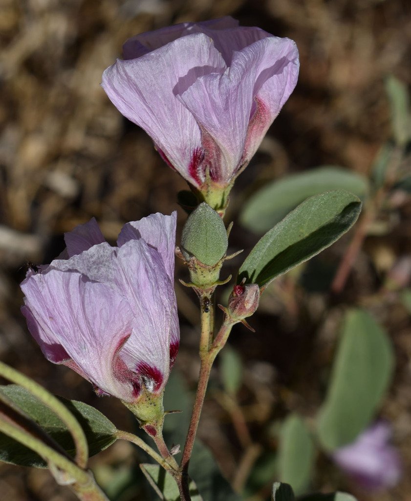 Australian Desert Rose (Gossypium australe) - Botanical Realm