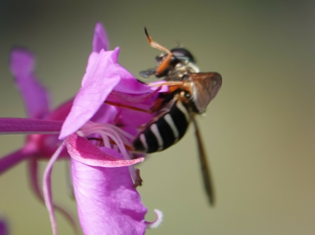 Hover Flies from Denali Borough, AK, USA on July 15, 2024 at 05:59 PM ...