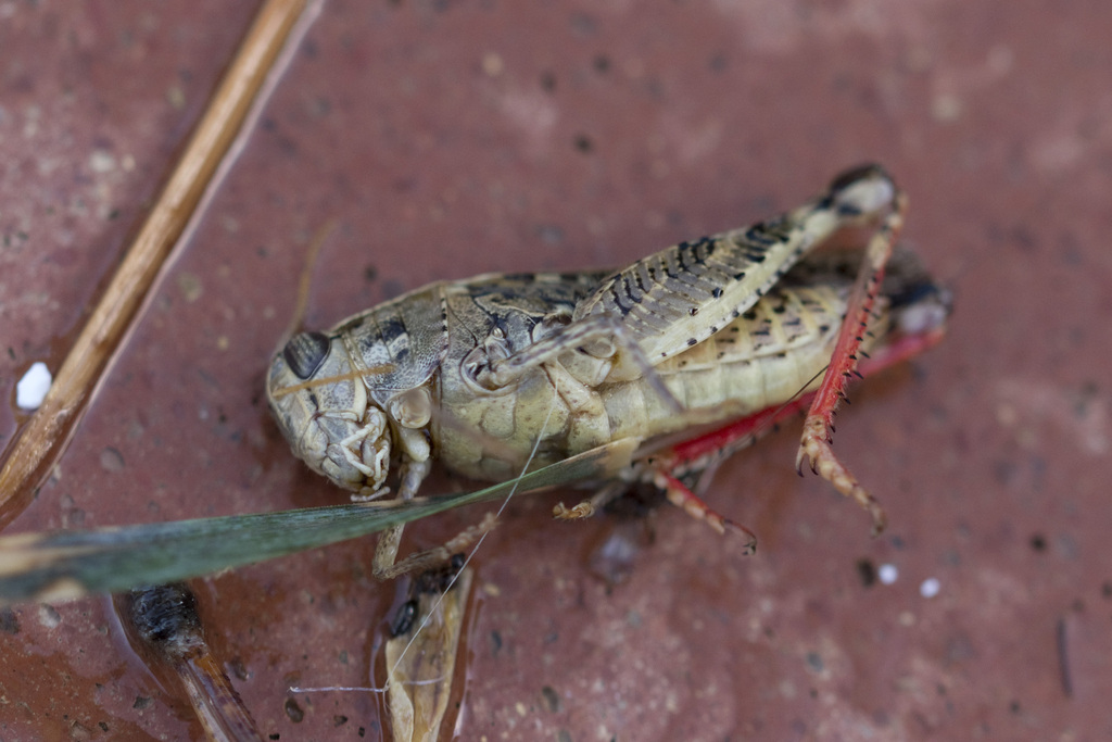 Italian locust from 06069 Piazzano, Province of Perugia, Italien on ...