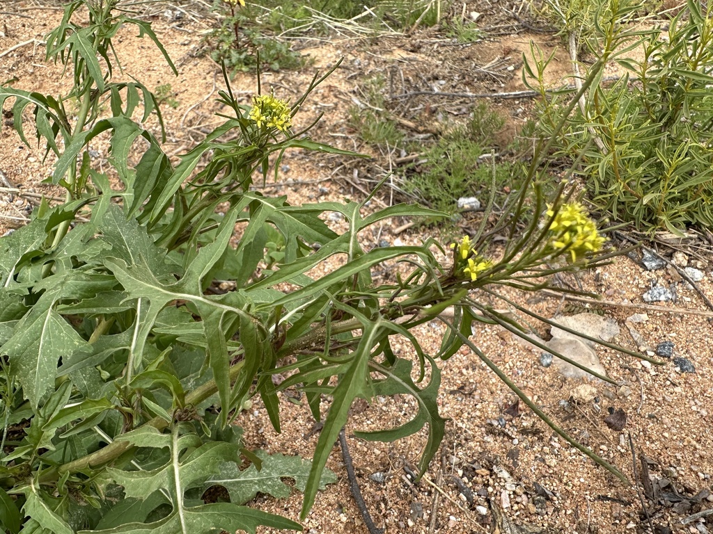 London rocket from Walking Trail, Springbok, NC, ZA on July 16, 2024 at ...