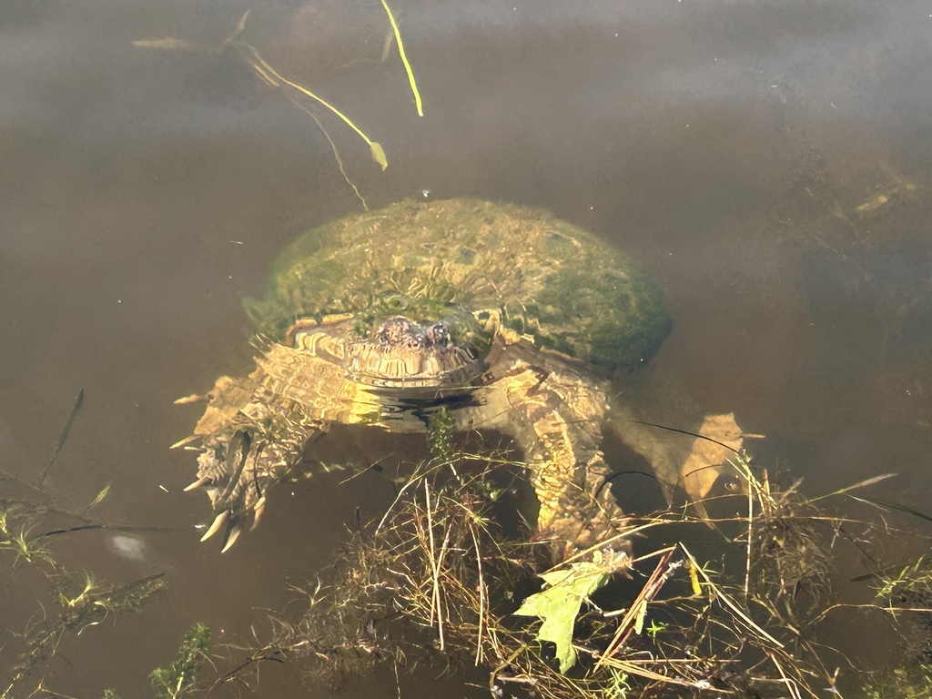 Common Snapping Turtle from Main St, Alton Bay, NH, US on July 15, 2024 ...