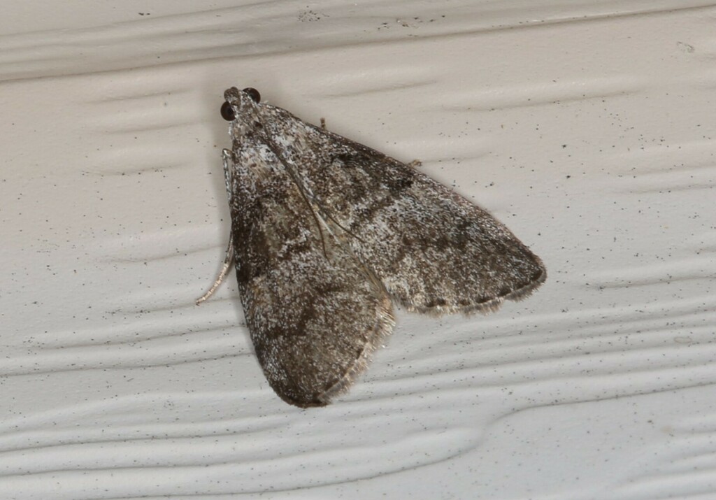 Maple Webworm Moth from Mont-Joli, QC, Canada, 1101 rue Lussier on July ...