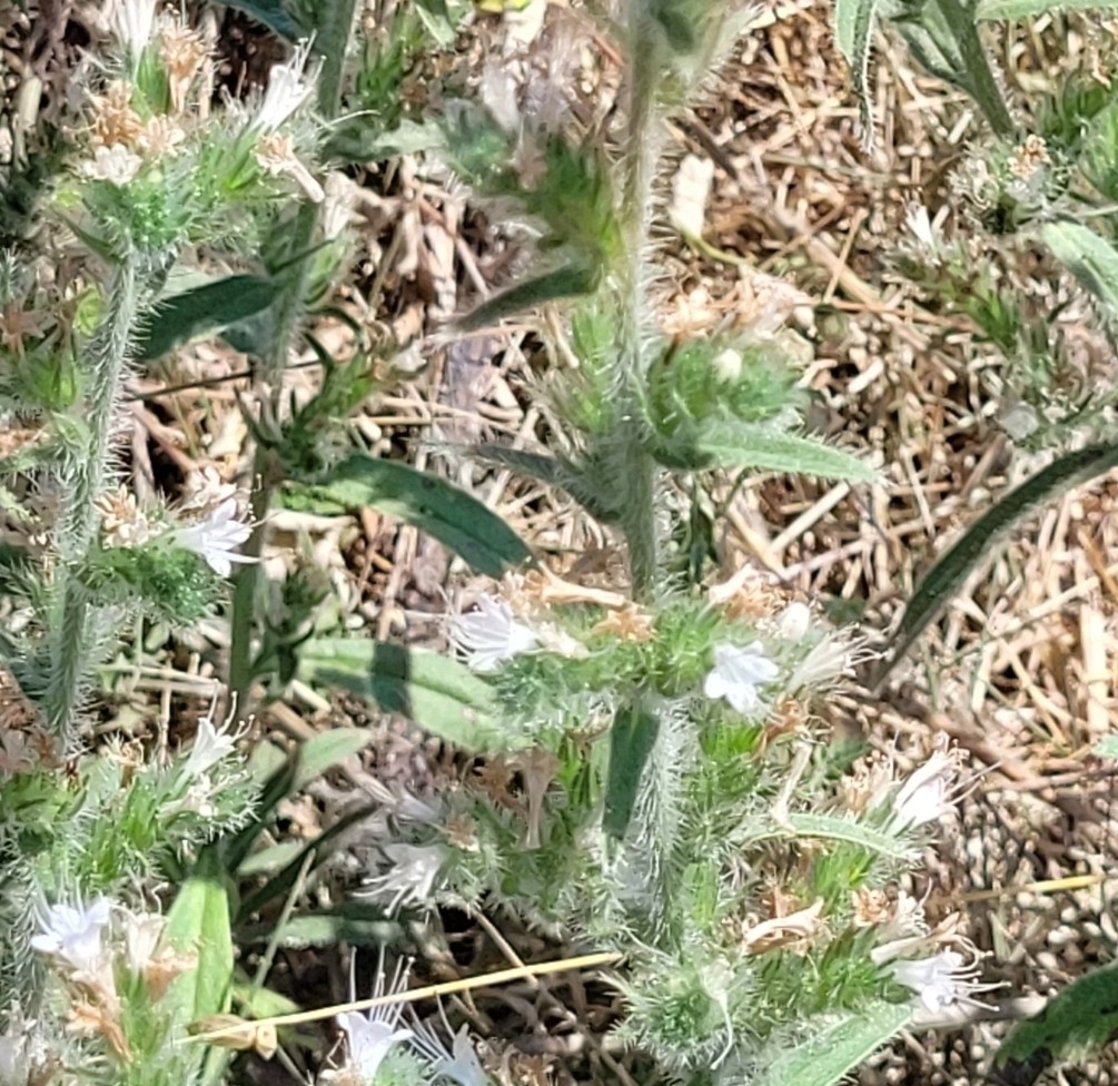 Pale Bugloss from Grad Pula, Pula, Kroatien on July 16, 2024 at 11:28 ...