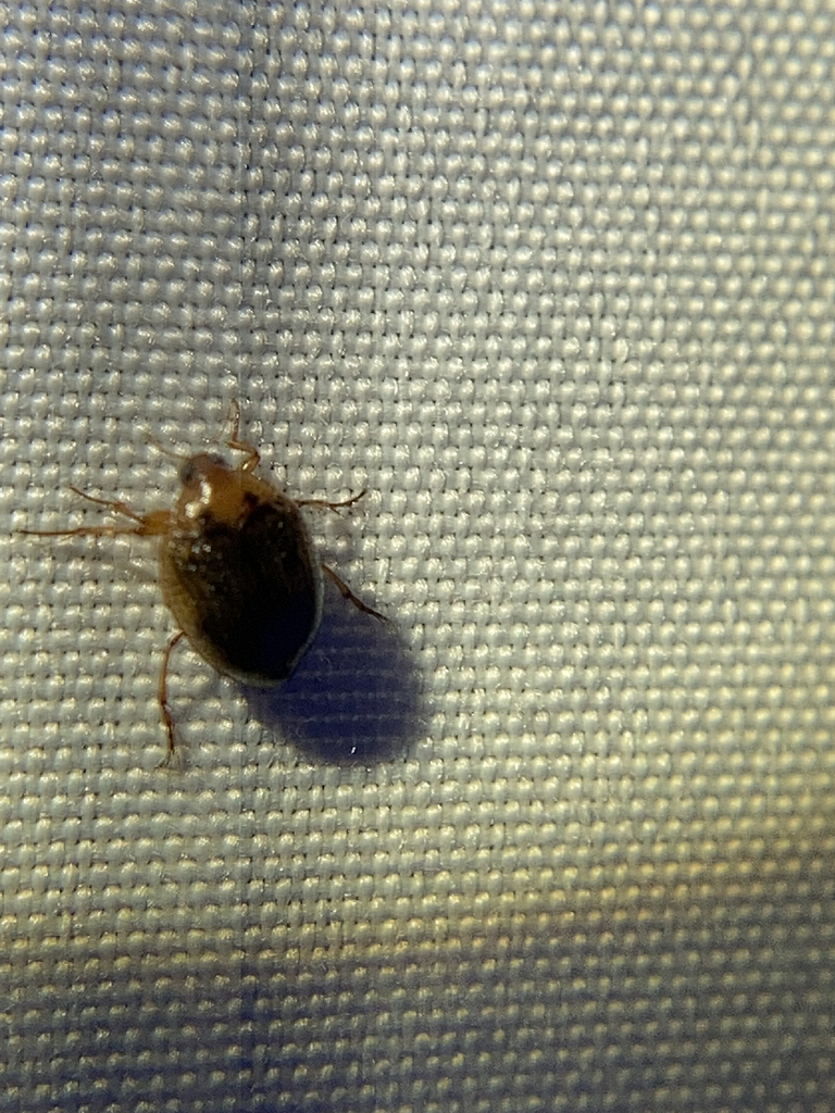 Crawling Water Beetles from Andover, MN 55304, USA on July 10, 2024 at ...