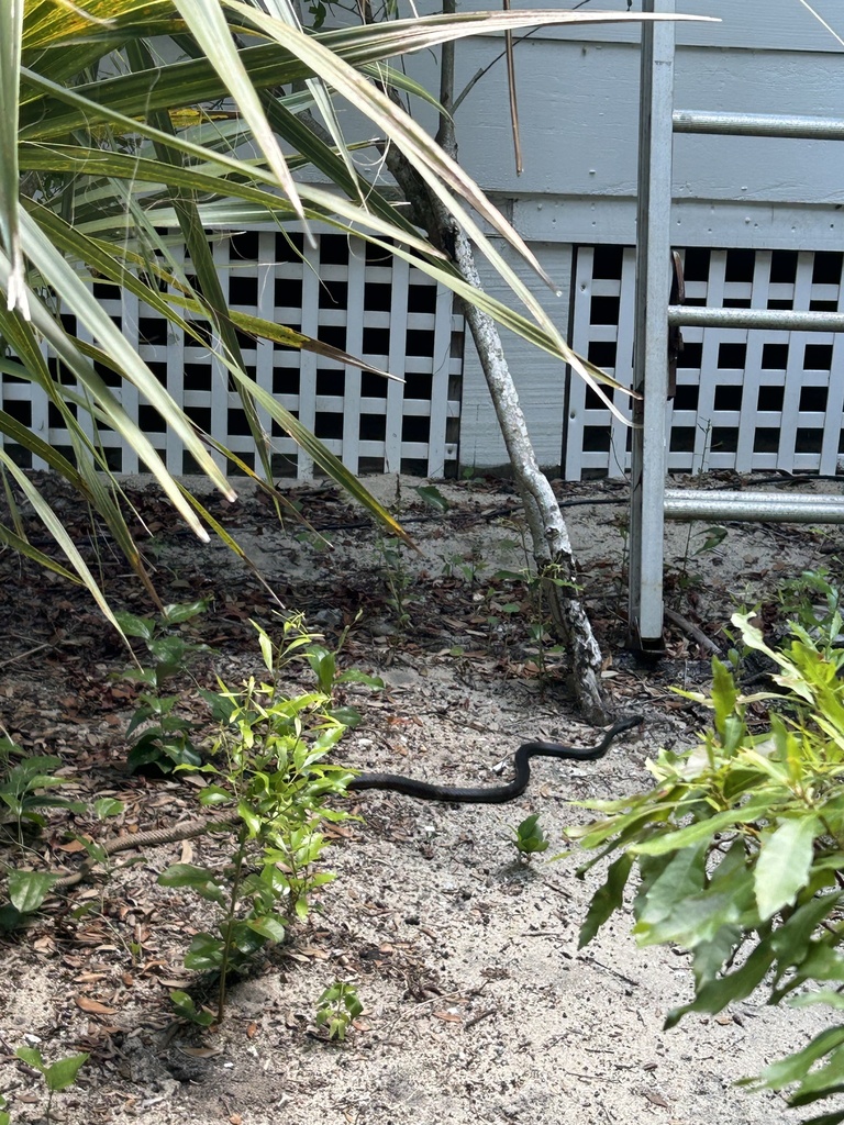 Coachwhip in July 2024 by allisonp28 · iNaturalist