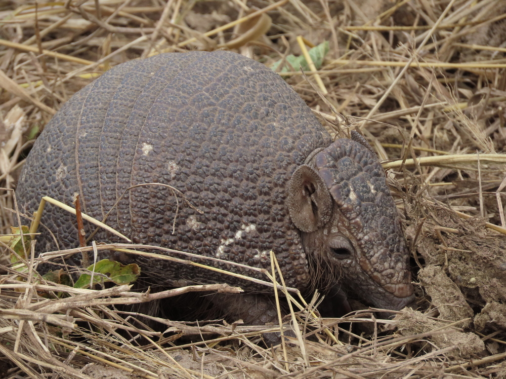 Southern Three-banded Armadillo (Tolypeutes matacus) - Know Your Mammals