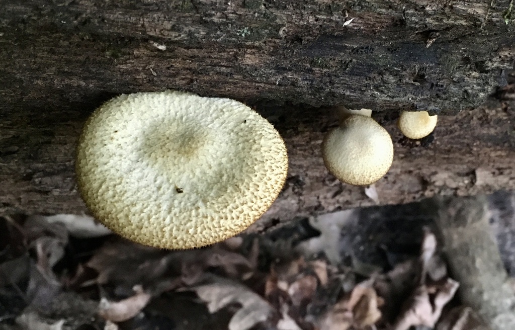 Fungi Including Lichens from Christian County, MO, USA on July 16, 2024 ...