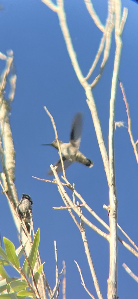 Anna's Hummingbird from Union Bay Natural Area, Seattle, WA, US on July ...
