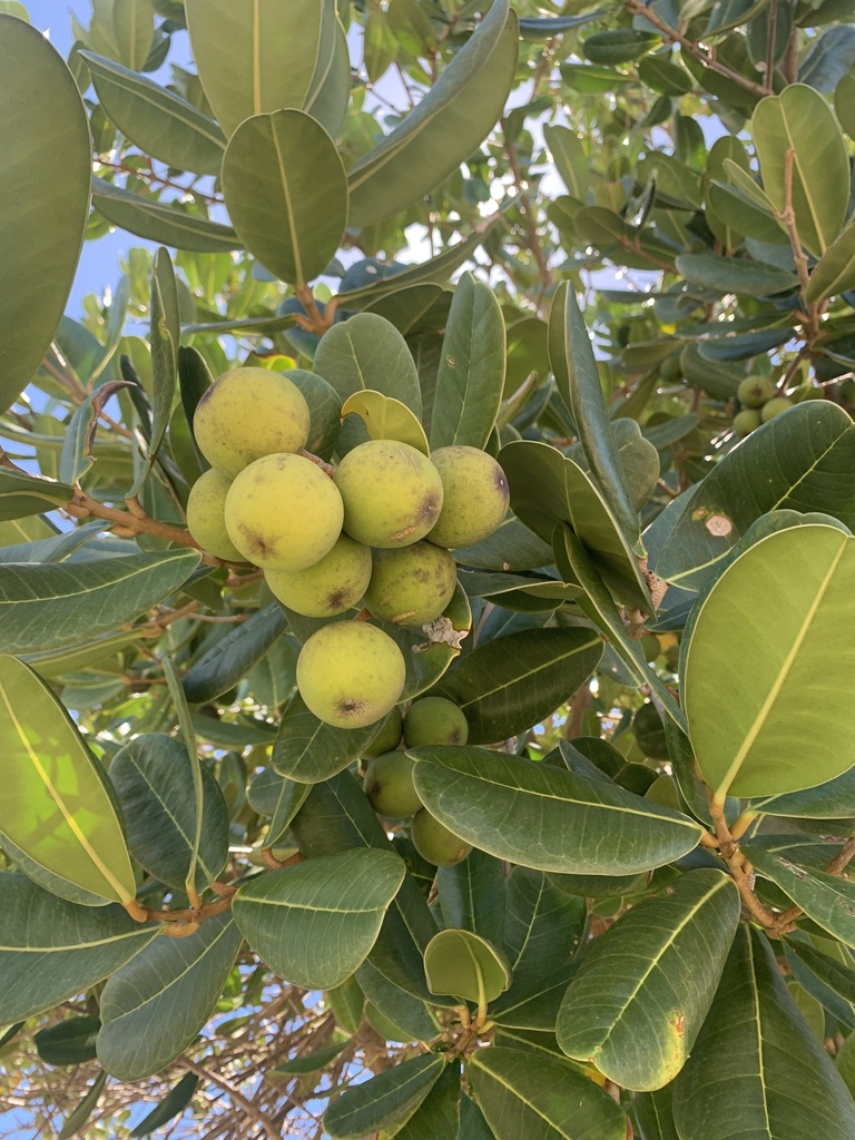 Madagascar Olive from Dockyard Terrace, BM on July 16, 2024 at 01:37 PM ...