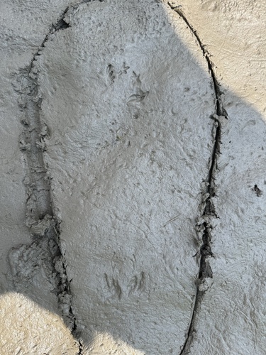 iNaturalist Tracking Database – NatureTracking