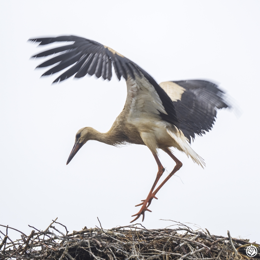 White Stork from Rotterdam, NL-ZH, NL on July 13, 2024 at 01:20 PM by ...