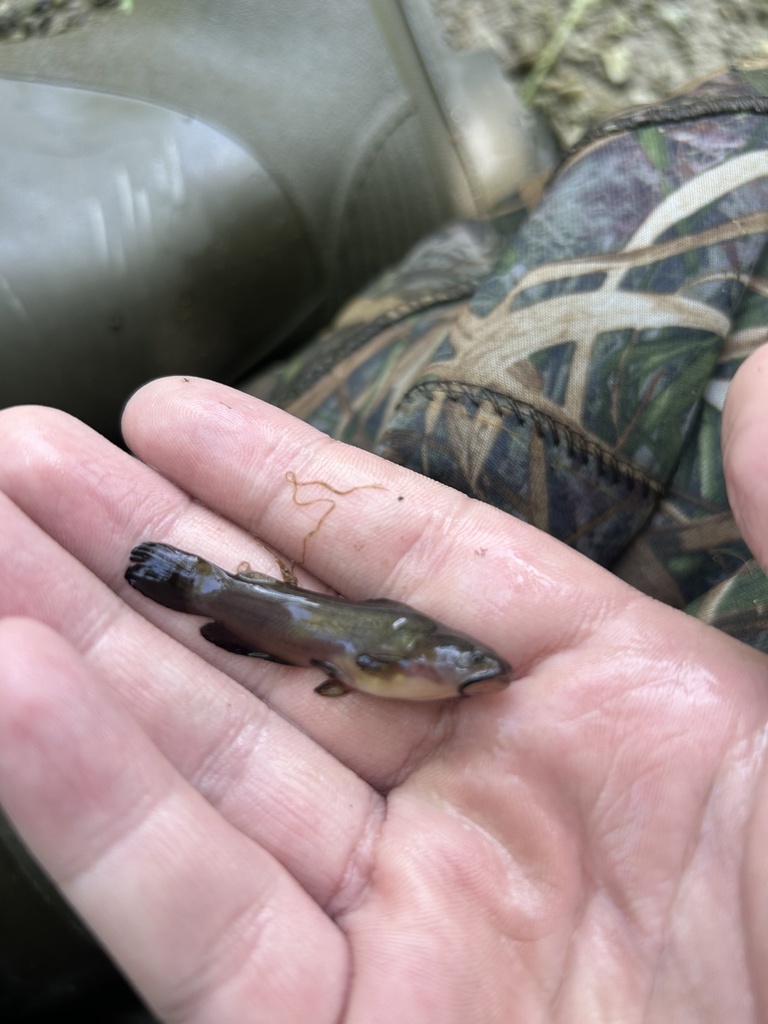 Yellow Bullhead from Dayton, OH, US on July 16, 2024 at 12:19 PM by ...