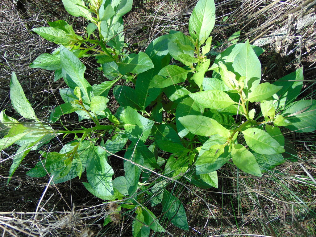 Tropical Pokeweed from Tetla de la Solidaridad, Tlax., México on June ...