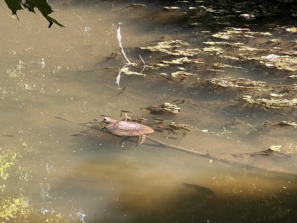 Common Snapping Turtle from Belamose Ave, Rocky Hill, CT, US on July 16 ...