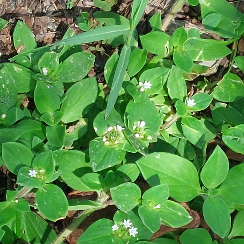 Florida Pusley from Zephyrhills, FL 33544, USA on July 16, 2024 at 12: ...