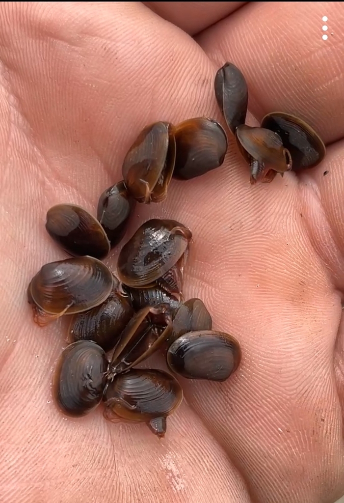 Cyzicus from Tionesta, PA 16353, USA on July 16, 2024 at 01:46 PM by ...