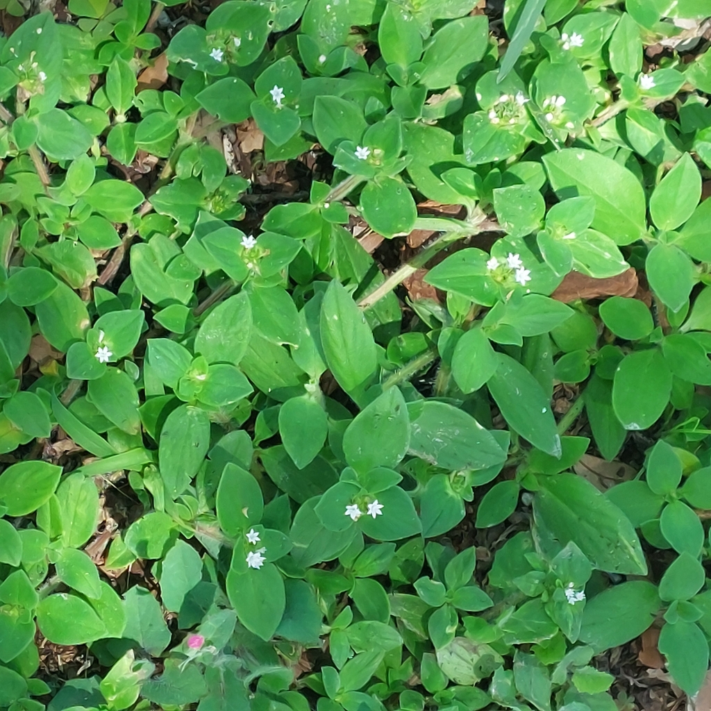 Florida Pusley from Zephyrhills, FL 33544, USA on July 16, 2024 at 12: ...