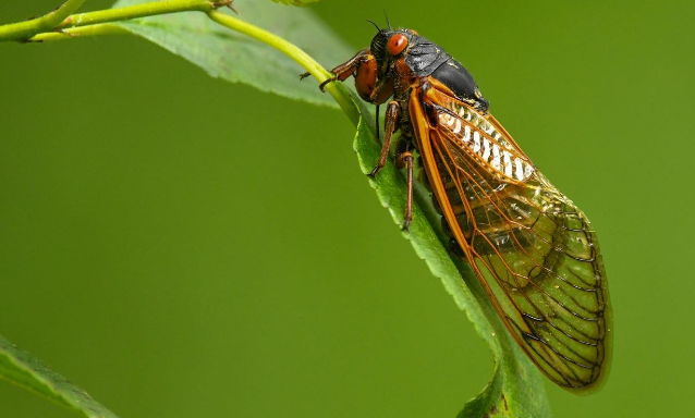 Pharaoh Cicada from Cherry Hill Nature Preserve, 6375 Cherry Hill Rd ...