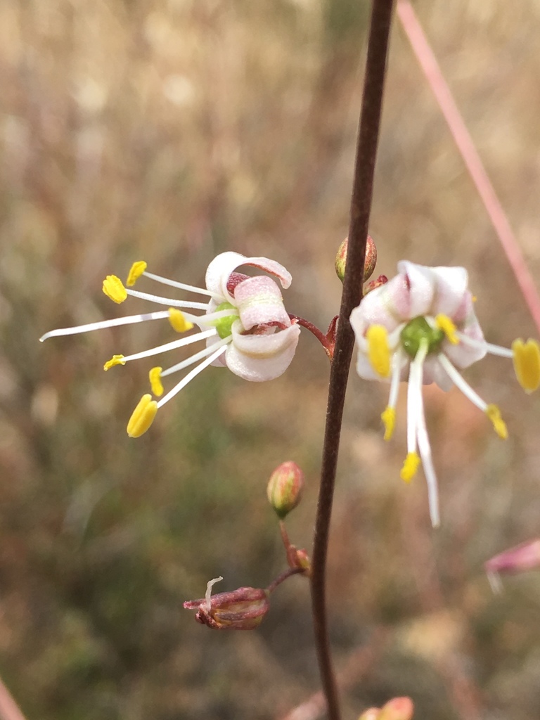 small-flowered soaproot (CNLM San Diego Plants) · iNaturalist