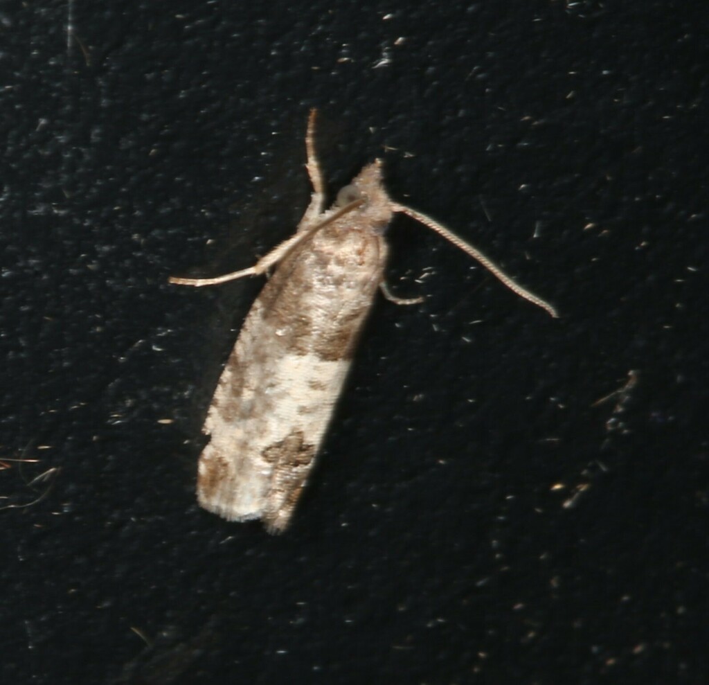 Eye-spotted Bud Moth from Mont-Joli, QC, Canada, 1101 rue Lussier on ...