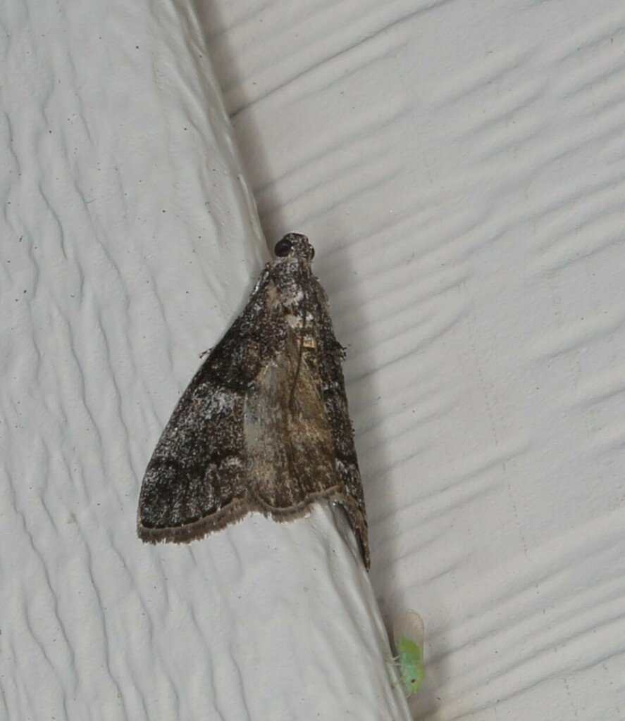 Maple Webworm Moth from Mont-Joli, QC, Canada, 1101 rue Lussier on July ...