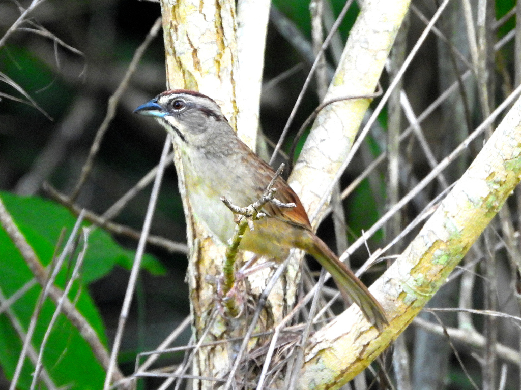 Rusty Sparrow from Tuxtla Gutiérrez, Chis., México on July 15, 2024 at ...